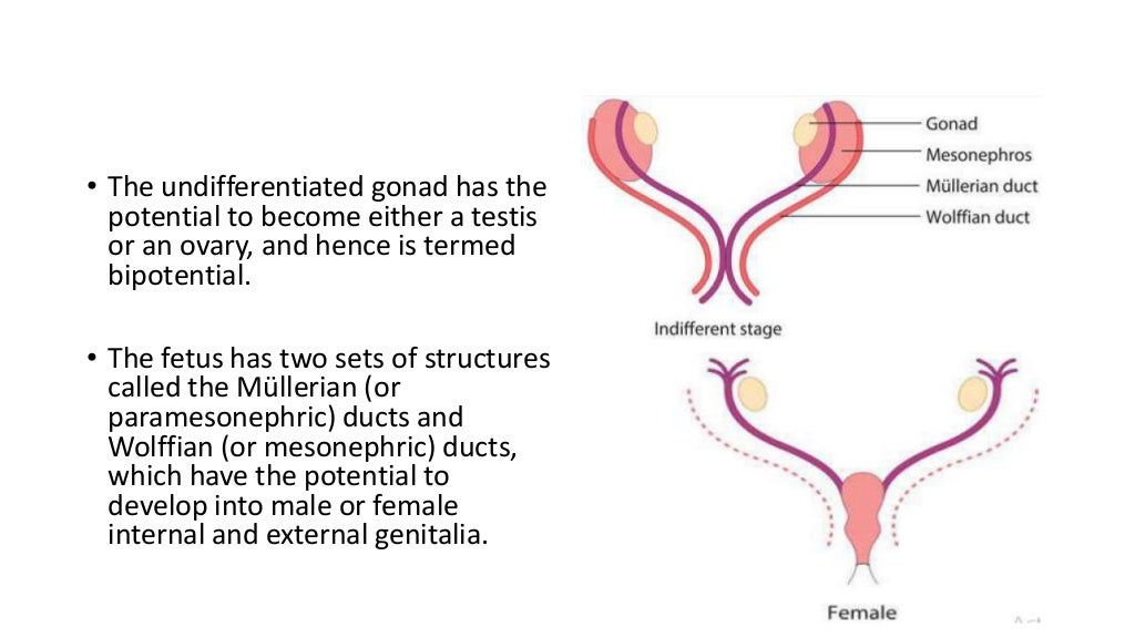 Female Genital System Anatomy Embryology