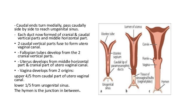 Chapter 107 Development Of The Female External Genital