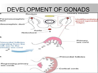 EMBRYOLOGY OF FEMALE REPRODUCTIVE SYSTEM.pptx
