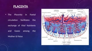 Foetal Circulation and Changes after Birth.pptx