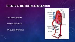 Foetal Circulation and Changes after Birth.pptx