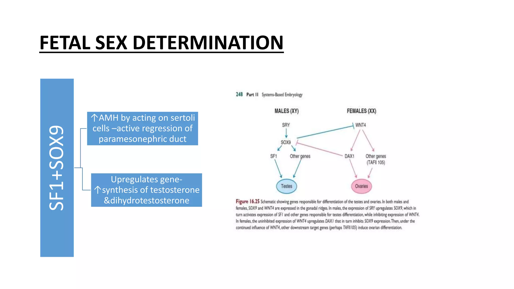 Embryology of genitourinary system | PPTX