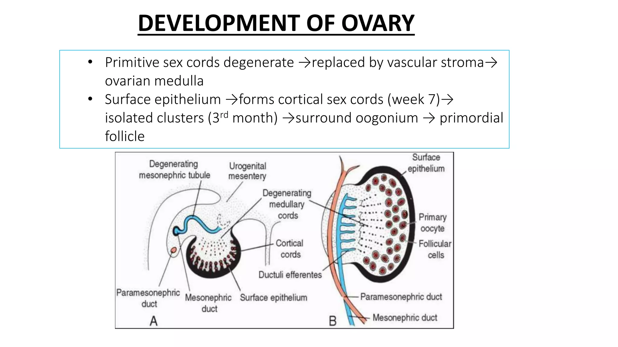 Embryology of genitourinary system | PPTX