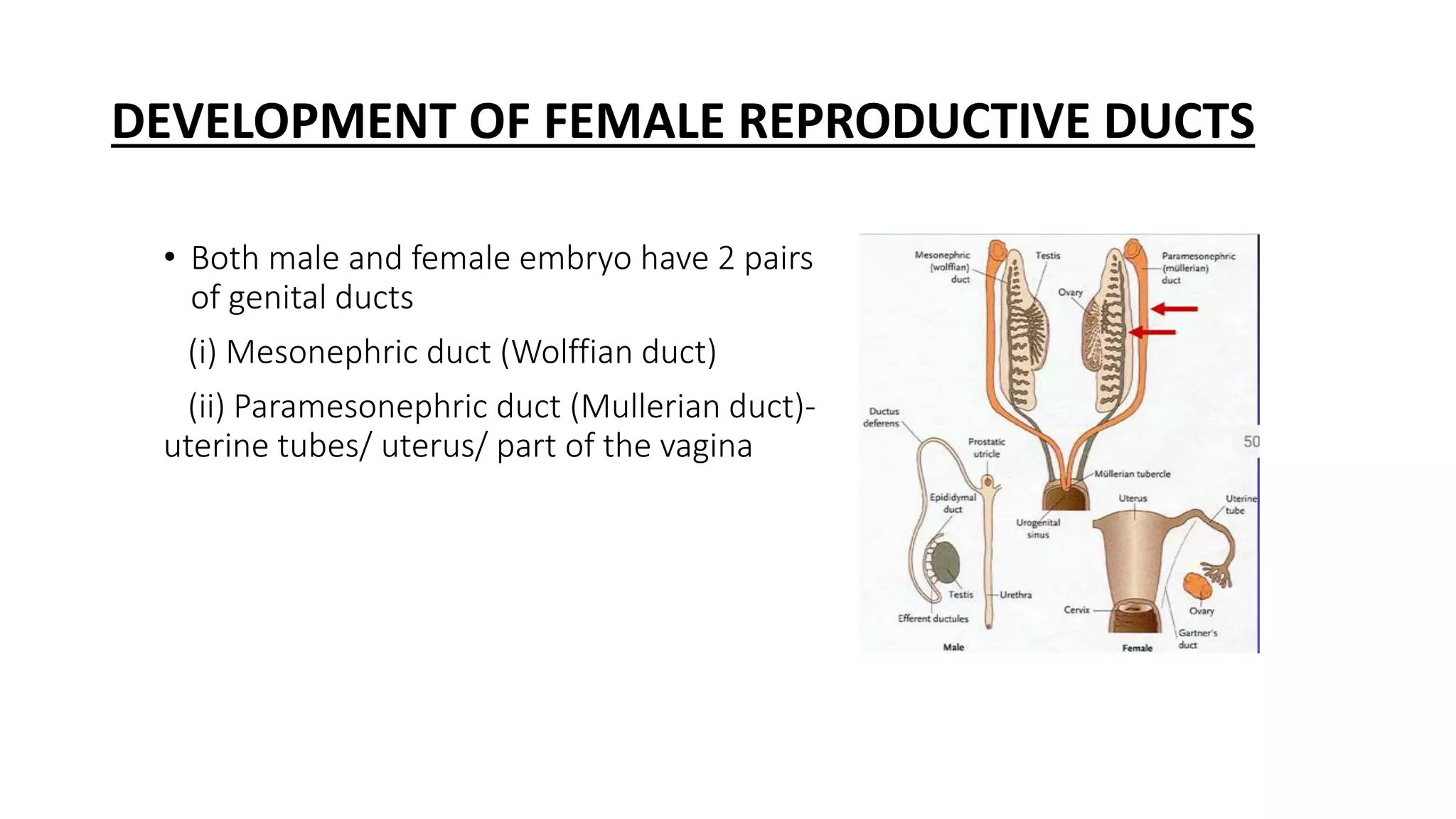 Embryology of genitourinary system | PPTX