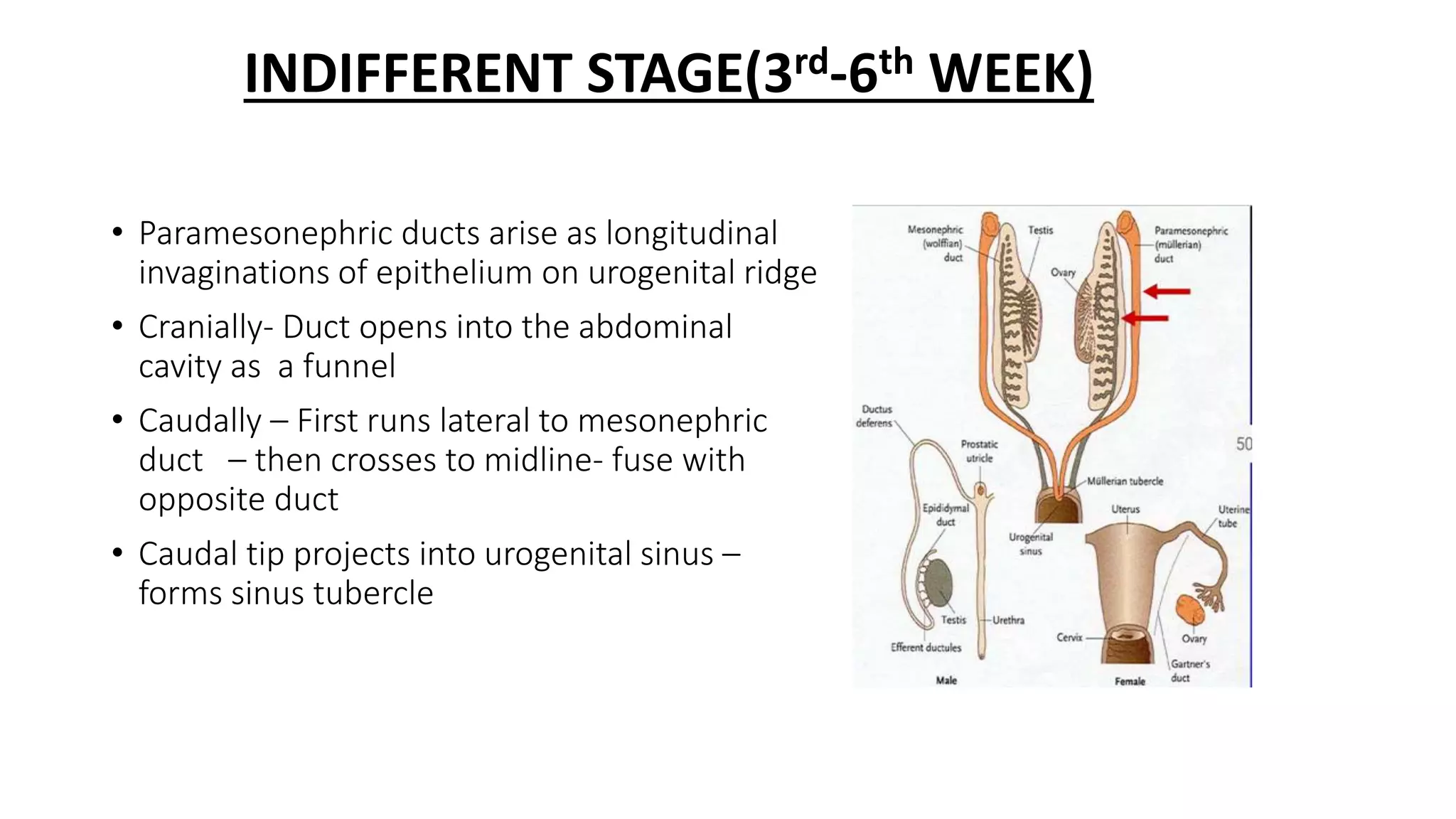 Embryology of genitourinary system | PPTX