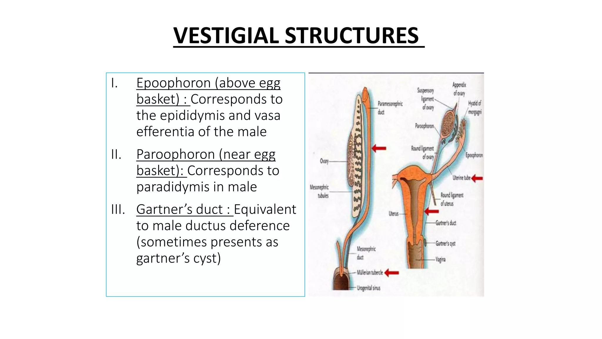Embryology of genitourinary system | PPTX