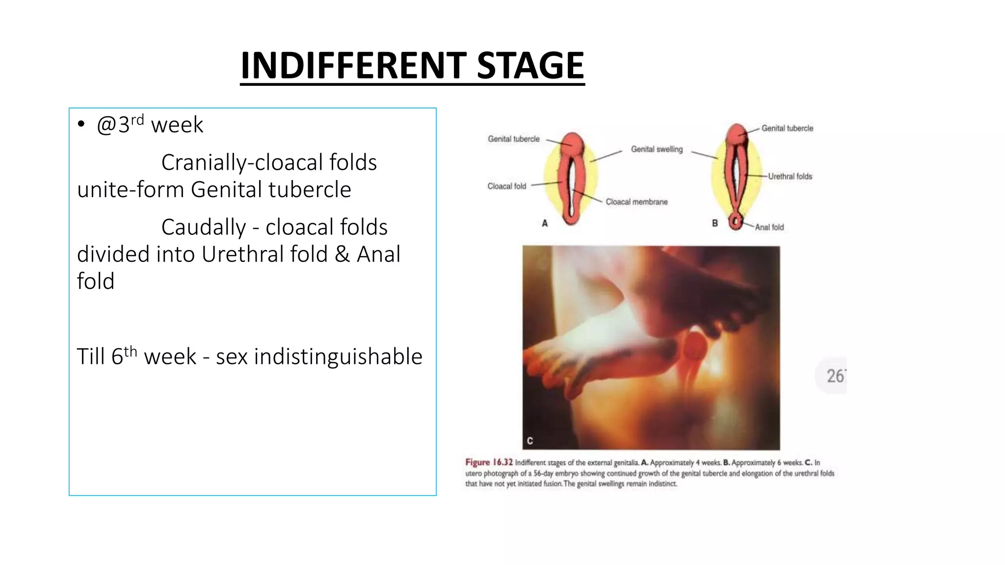 Embryology of genitourinary system | PPTX