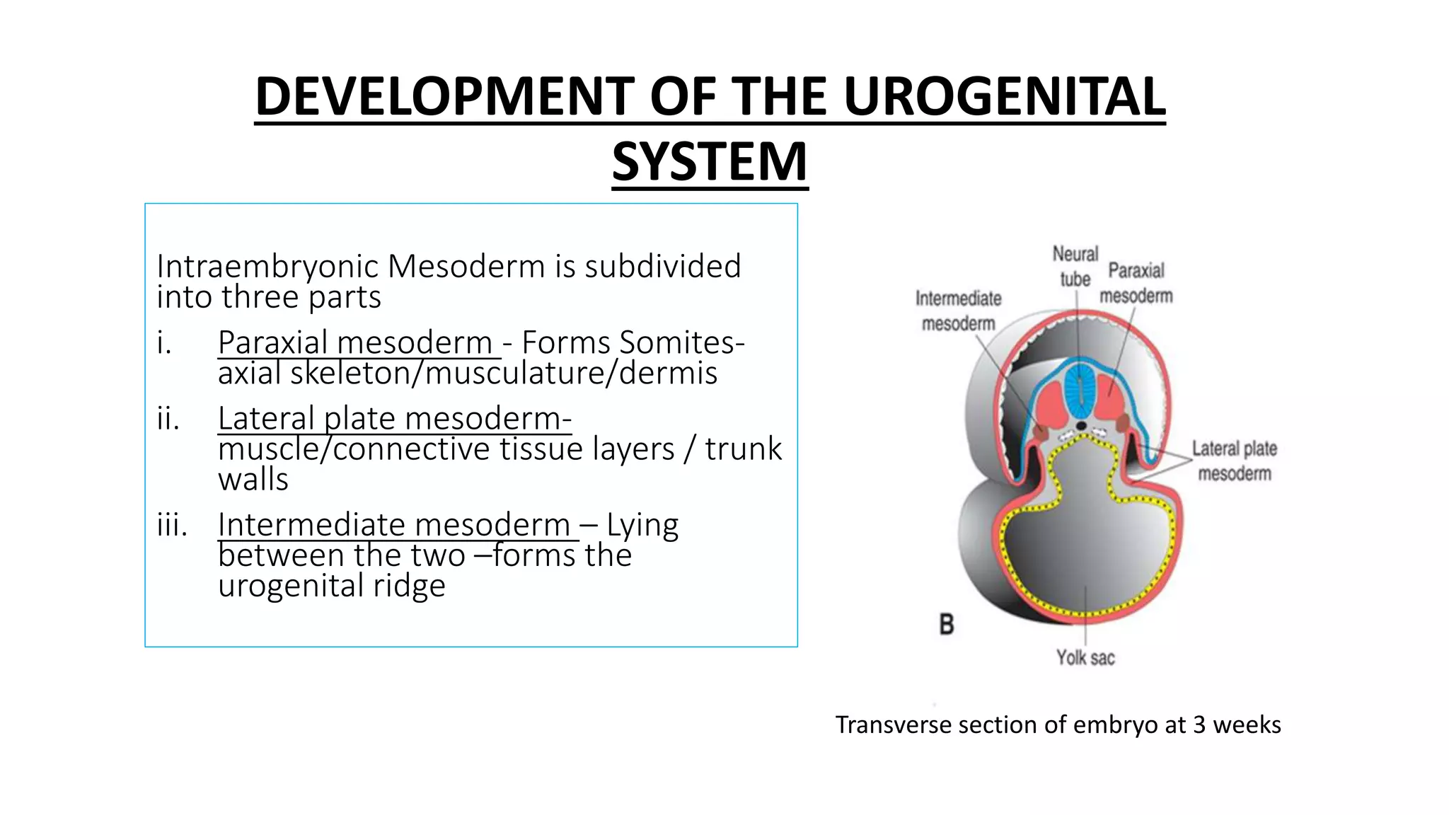 Embryology of genitourinary system | PPTX