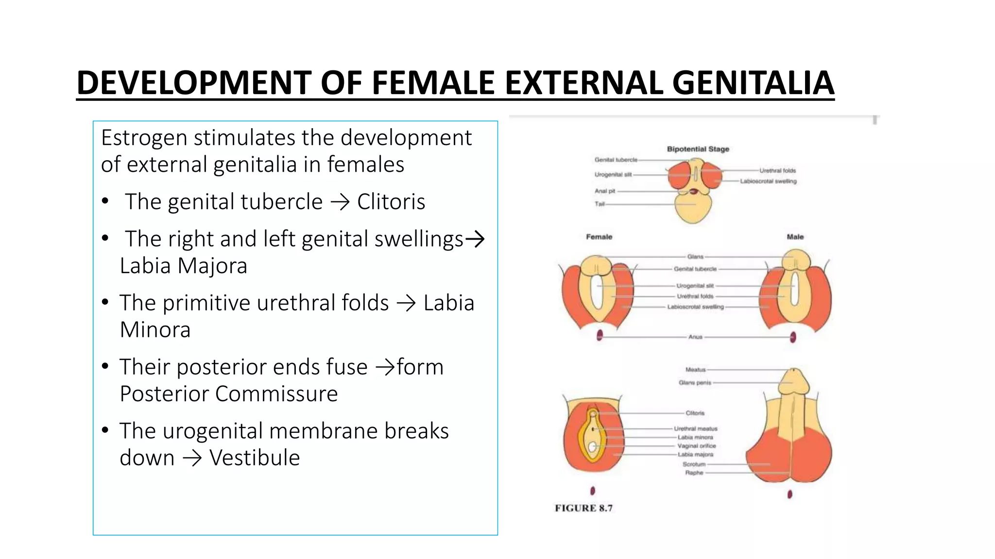 Embryology of genitourinary system | PPTX