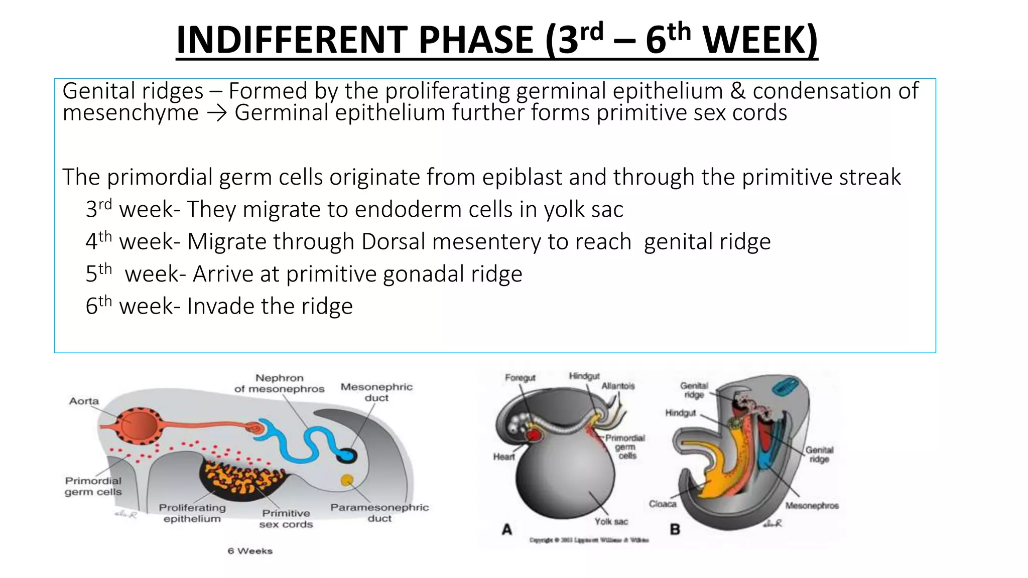 Embryology of genitourinary system | PPTX