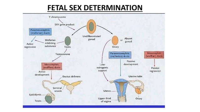 Embryology of genitourinary system | PPTX | Reproductive Health ...
