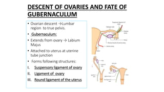 Embryology of genitourinary system | PPTX