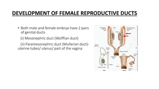 Embryology of genitourinary system | PPTX