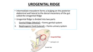 Embryology of genitourinary system | PPTX