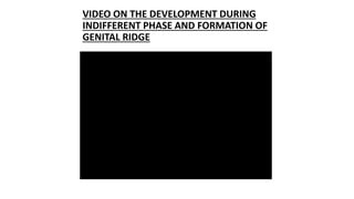 Embryology of genitourinary system | PPTX