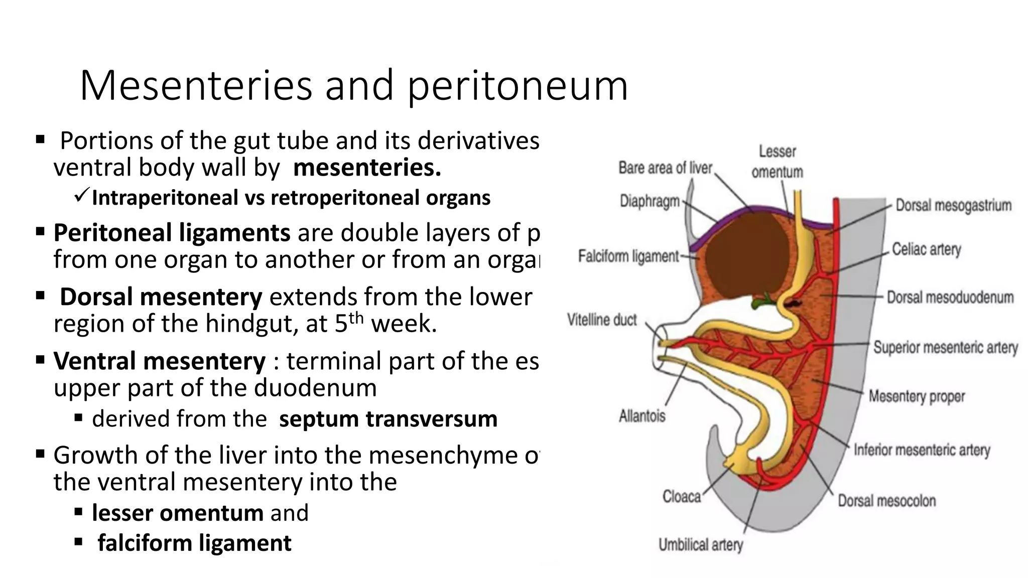 Embryology of GIT malformations by Dr. Yeneneh | PPTX