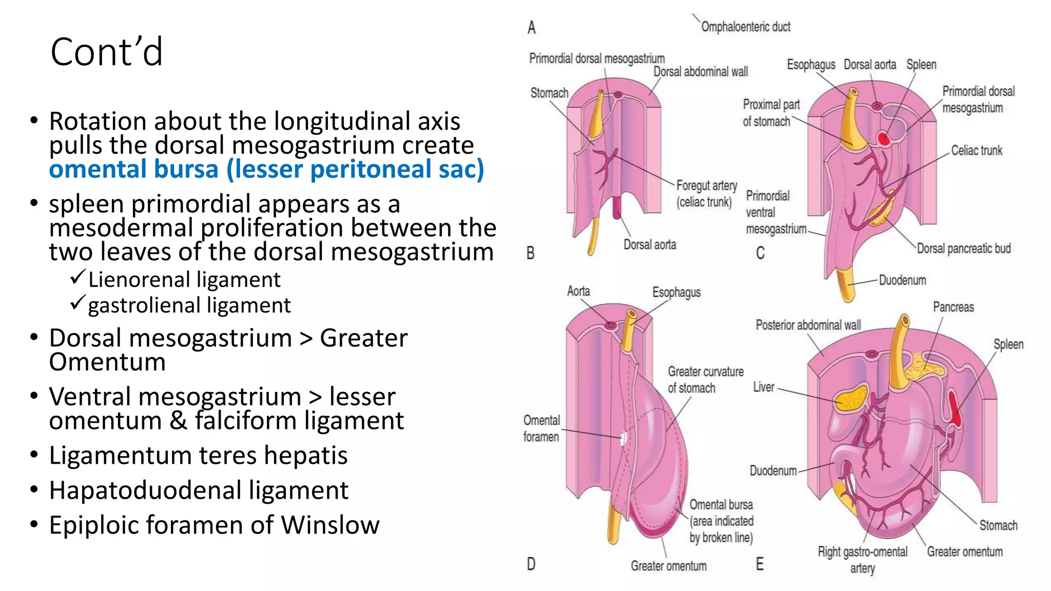 Embryology of GIT malformations by Dr. Yeneneh | PPTX