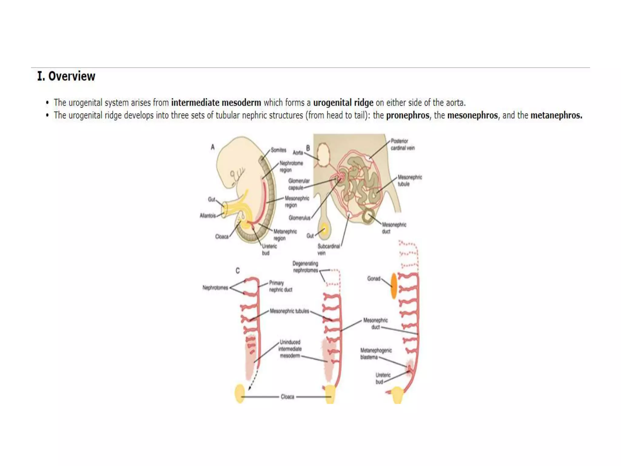 Embryology of Genitourinary Tract | PPTX