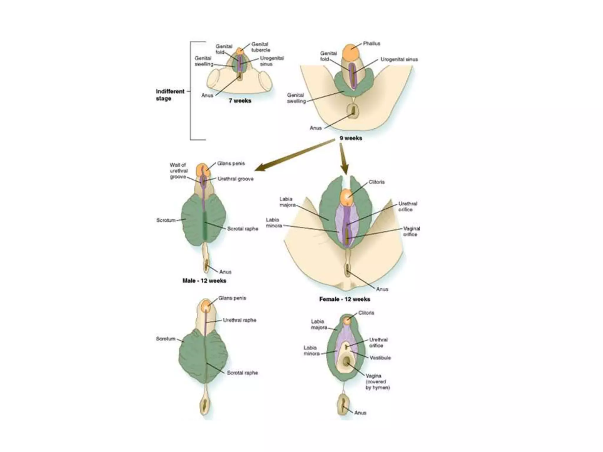 Embryology of Genitourinary Tract | PPTX