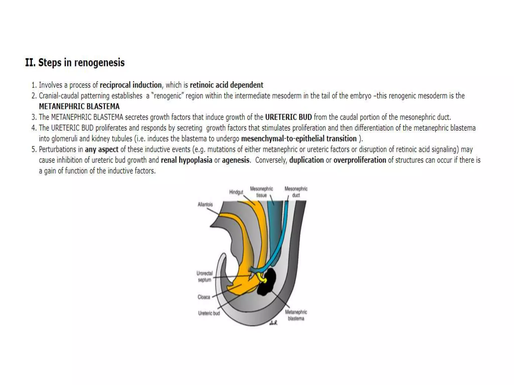 Embryology of Genitourinary Tract | PPTX
