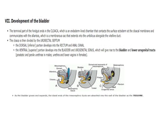 Embryology of Genitourinary Tract | PPTX