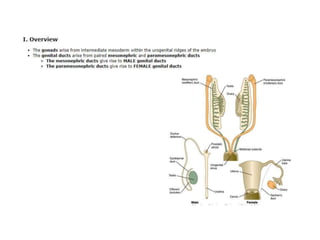 Embryology of Genitourinary Tract | PPTX