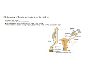 Embryology of Genitourinary Tract | PPTX