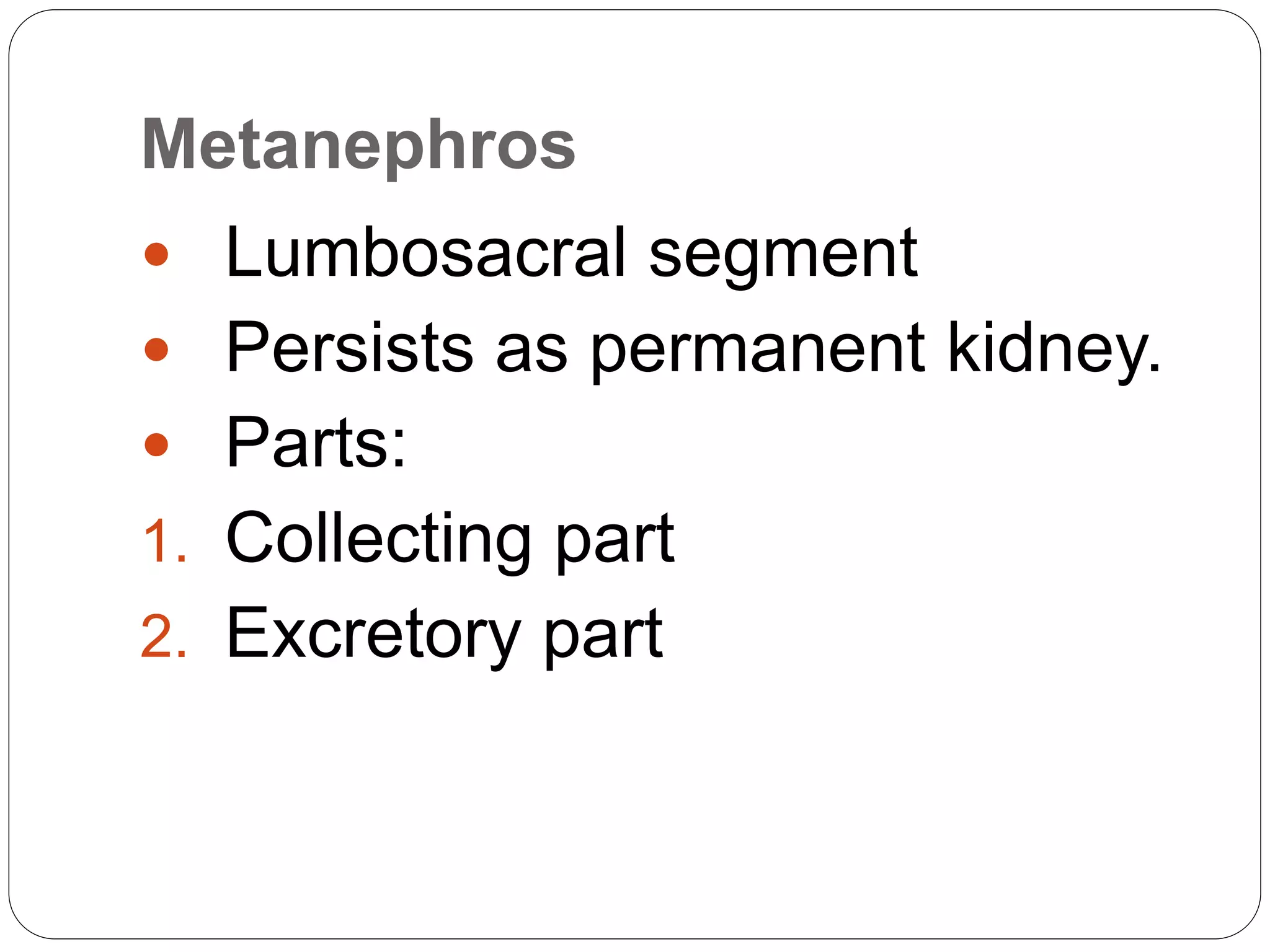 Embryology of genitourinary system | PPT