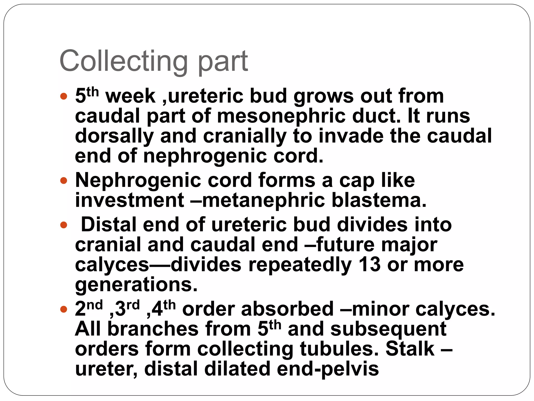 Embryology of genitourinary system | PPT