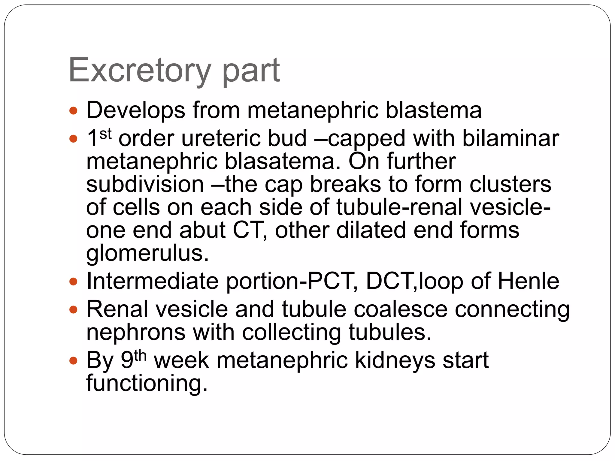 Embryology of genitourinary system | PPT