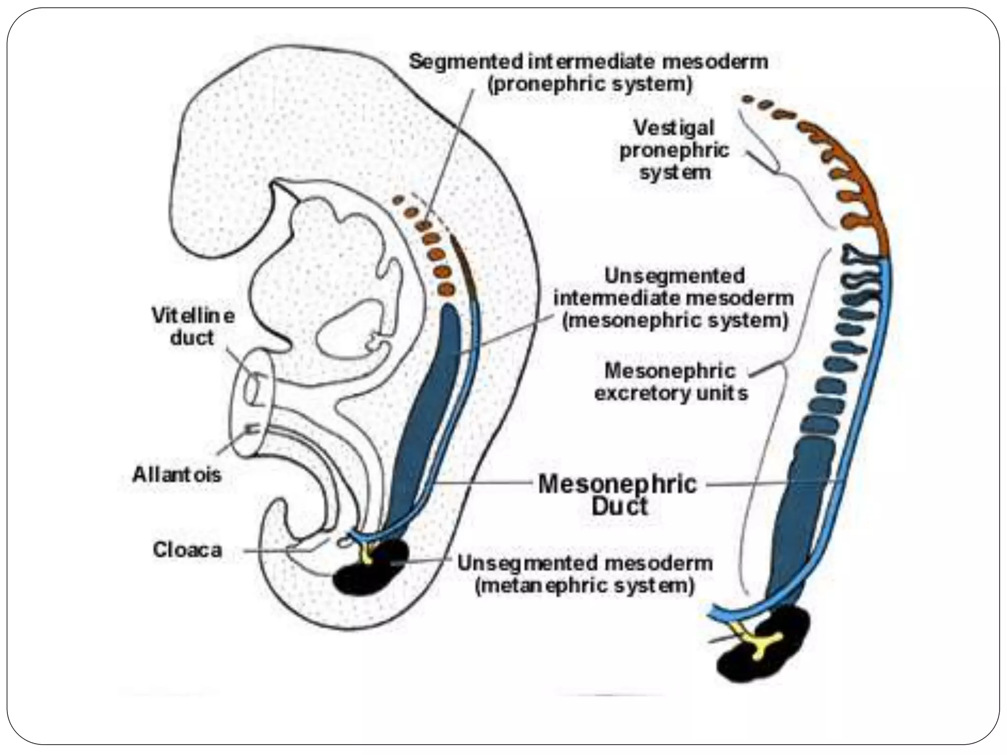 Embryology of genitourinary system | PPT