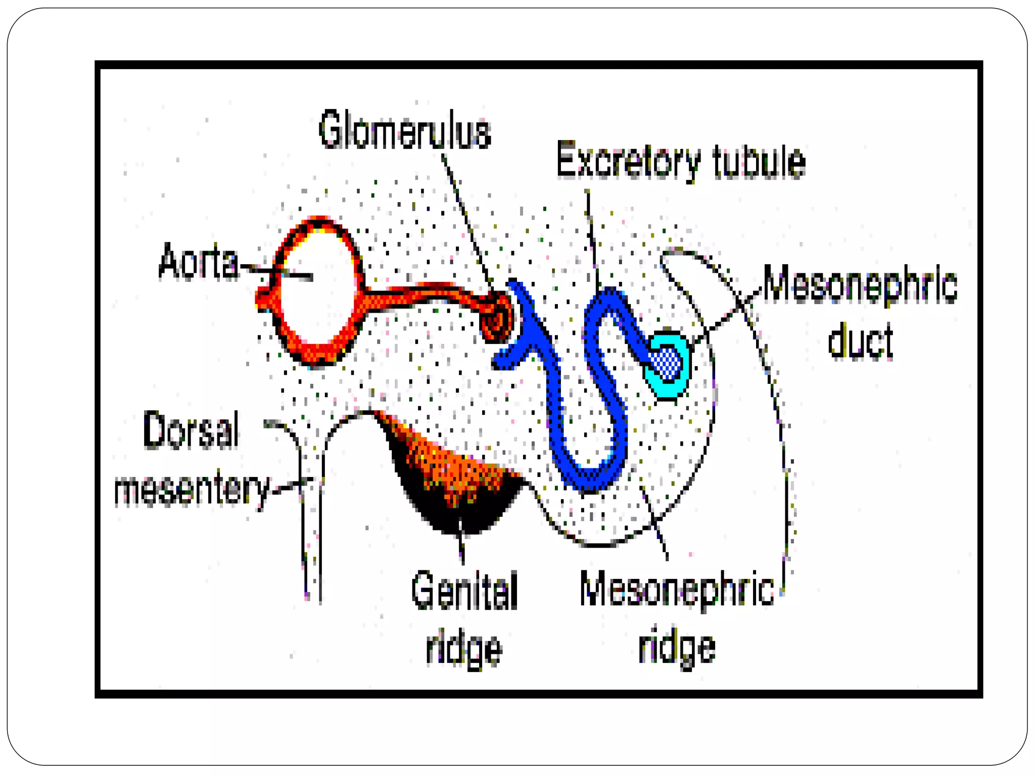 Embryology of genitourinary system | PPT