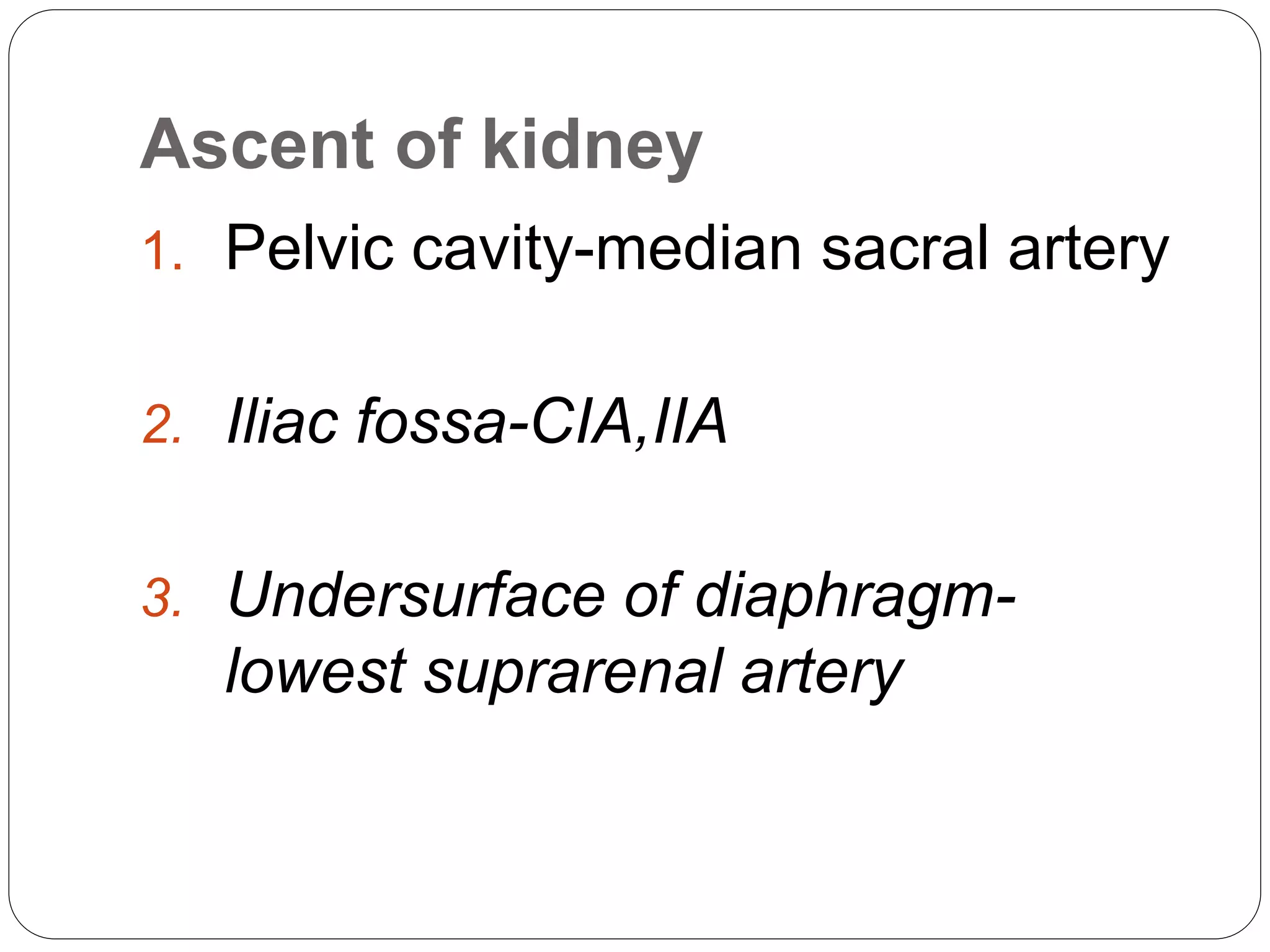 Embryology of genitourinary system | PPT