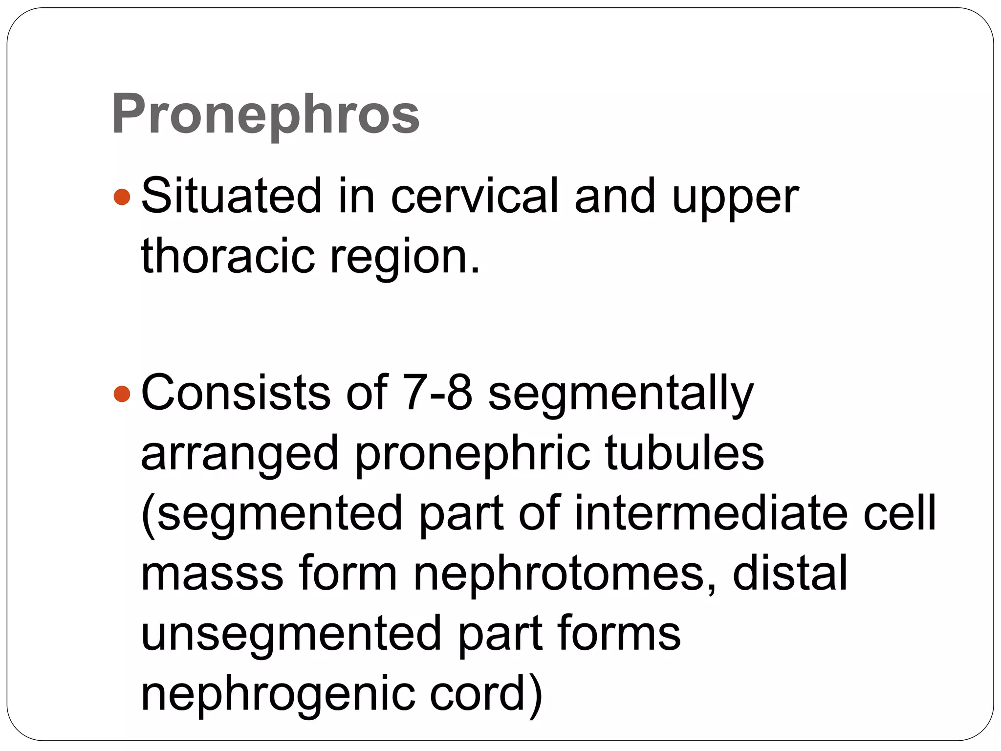 Embryology of genitourinary system | PPT