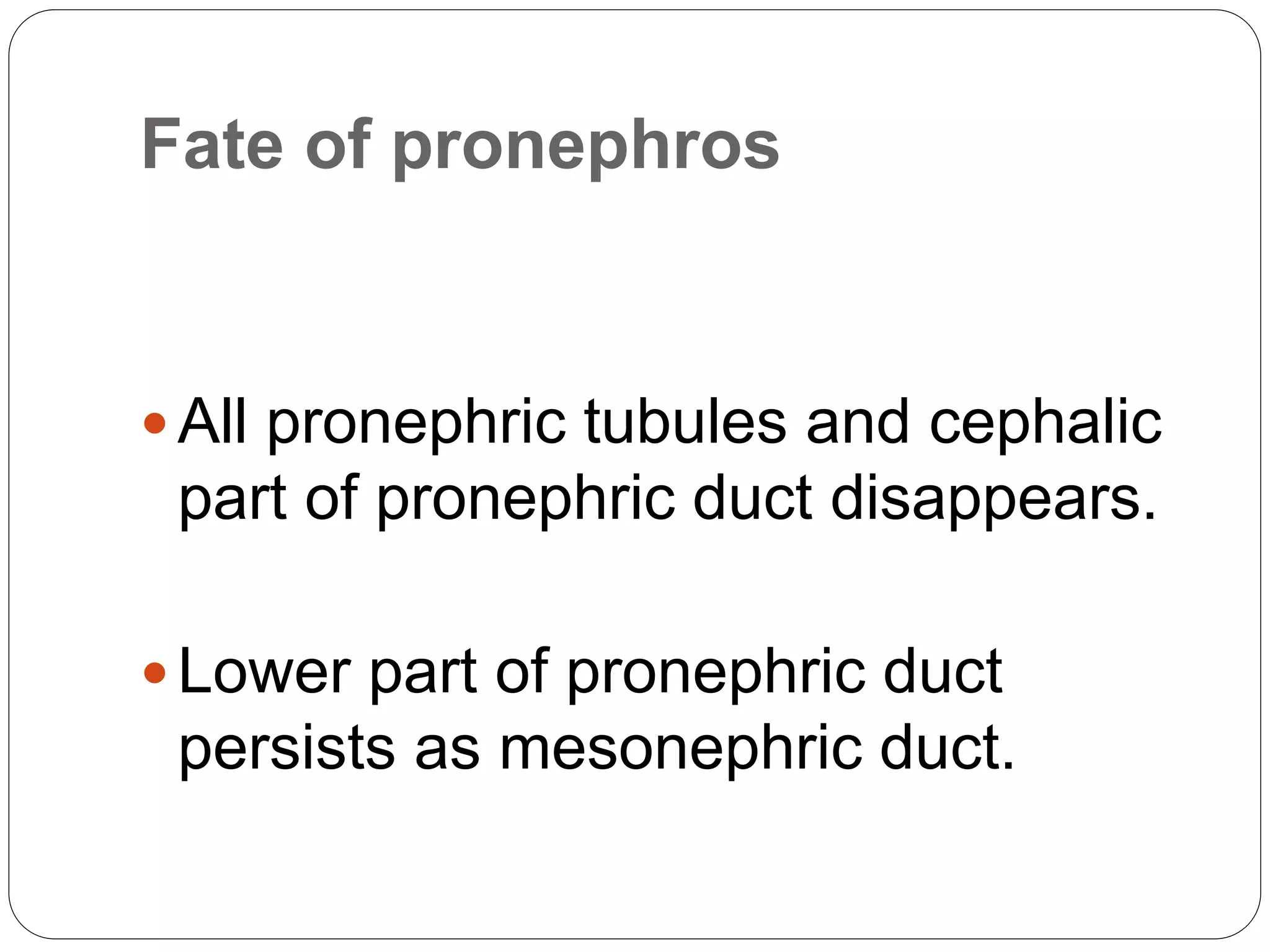 Embryology of genitourinary system | PPT