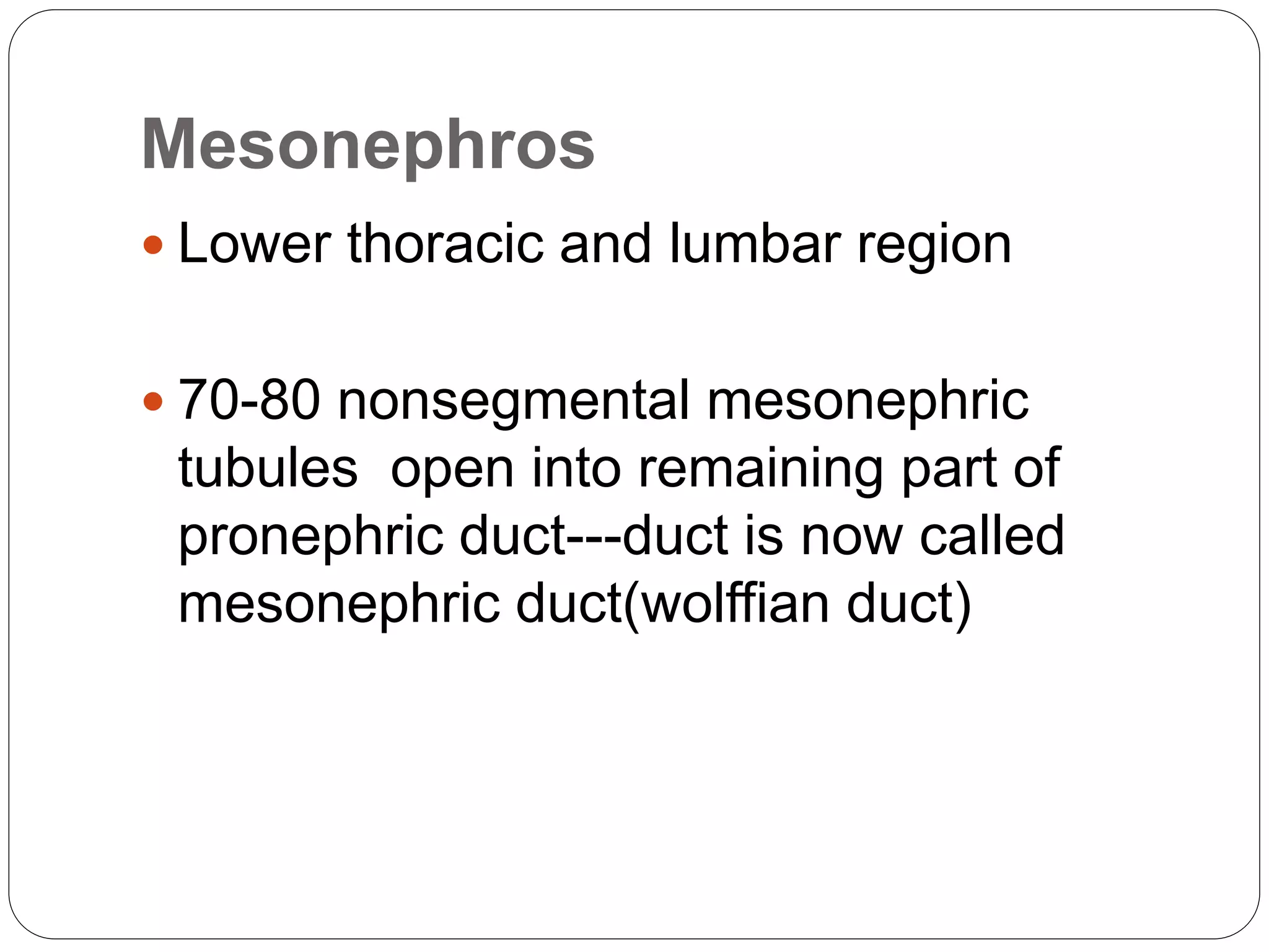 Embryology of genitourinary system | PPT
