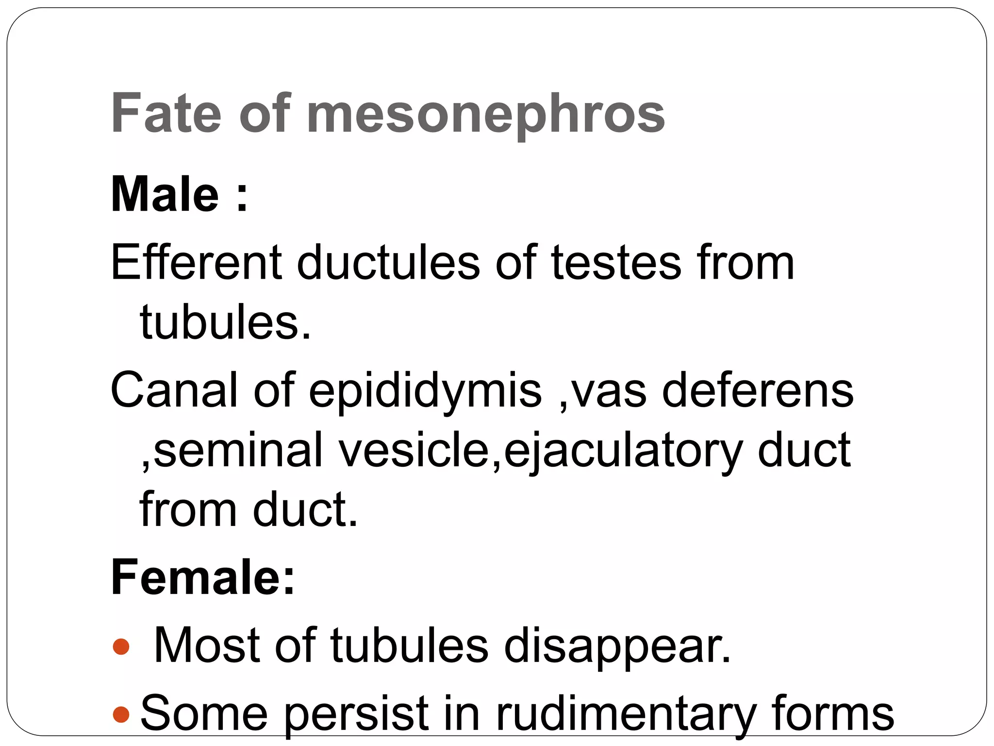 Embryology of genitourinary system | PPT