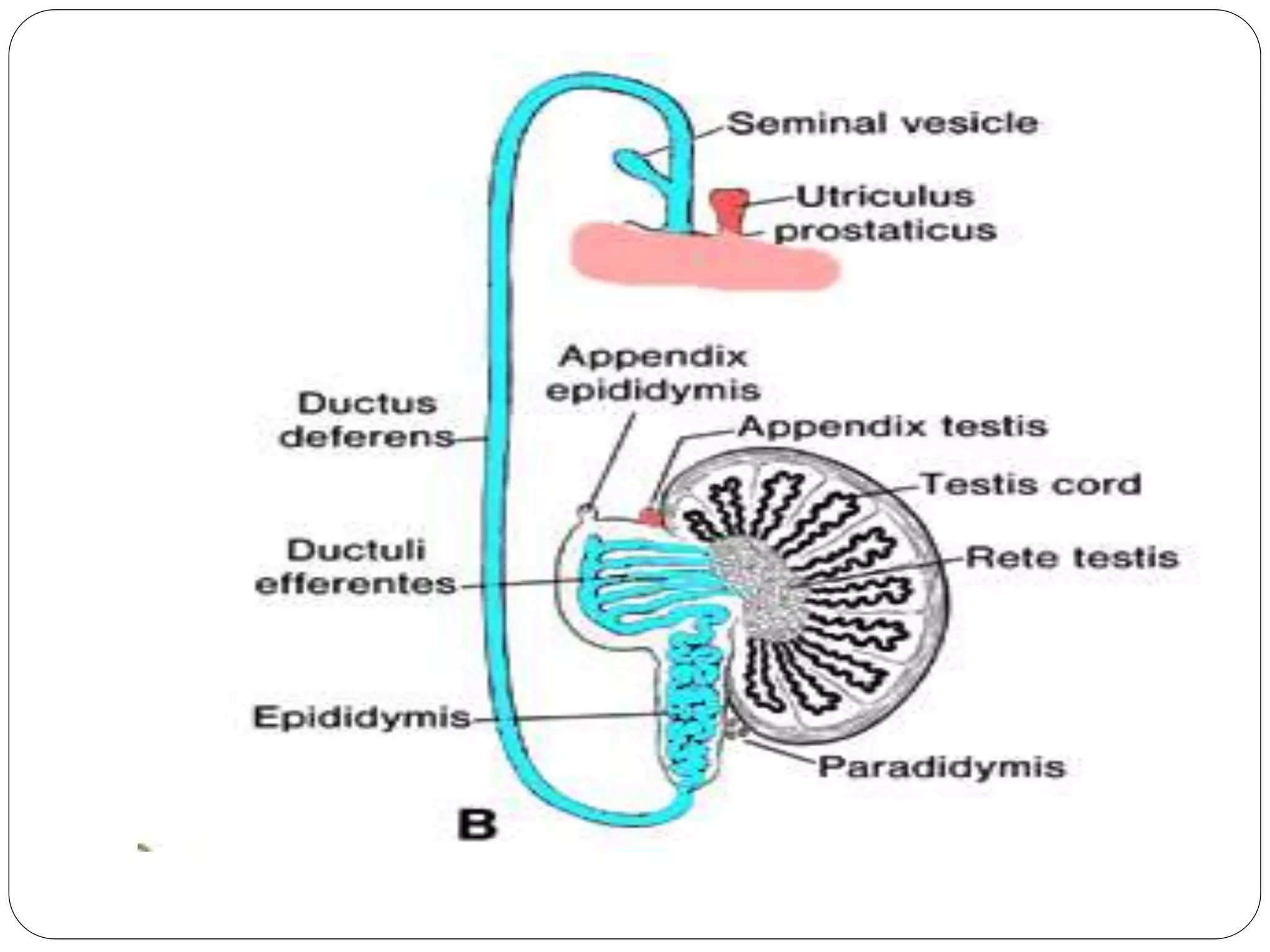 Embryology of genitourinary system | PPT
