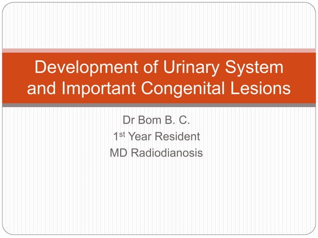 Embryology of genitourinary system | PPT