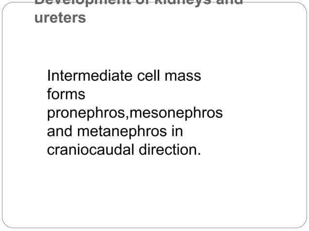 Embryology of genitourinary system | PPT