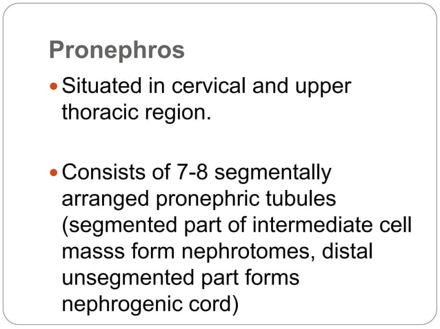 Embryology Of Genitourinary System Ppt
