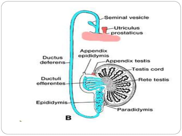 Embryology of genitourinary system | PPT