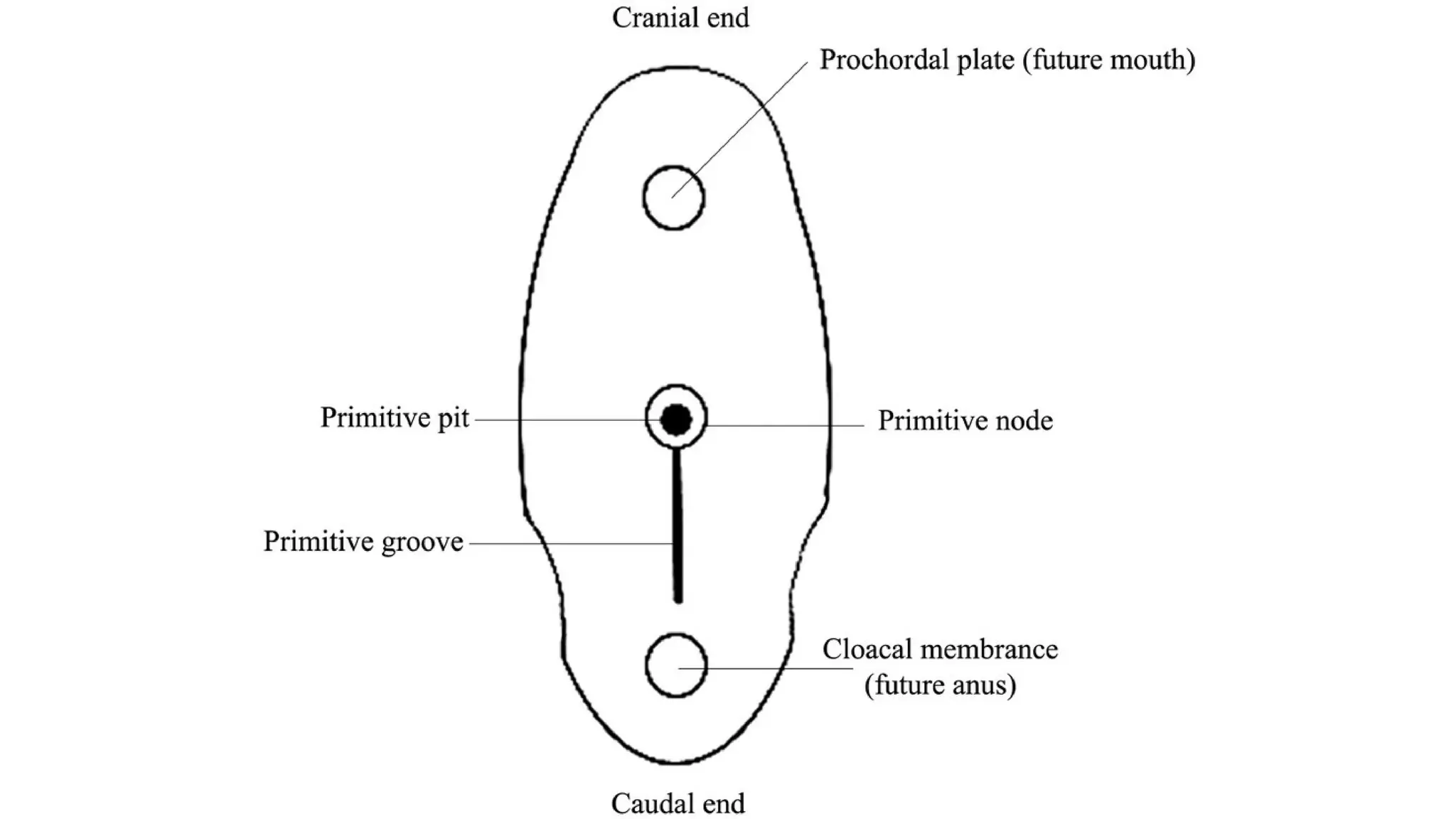 "Embryology of the Head and Neck: Key Concepts for Dental Students ...