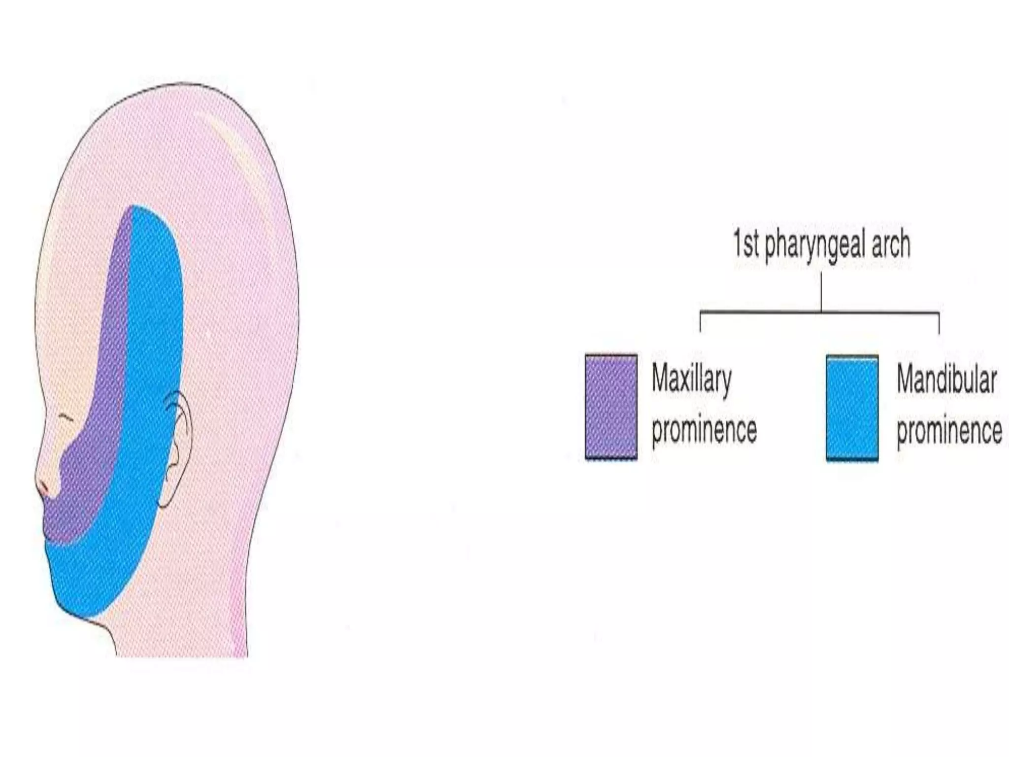 Embryology of head and neck | PPTX