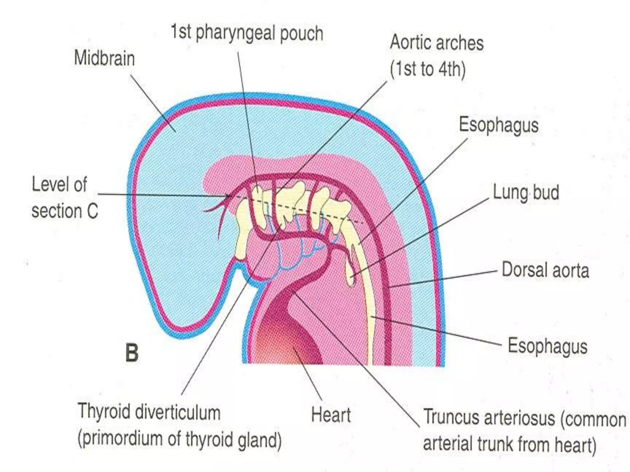 Embryology of head and neck | PPTX