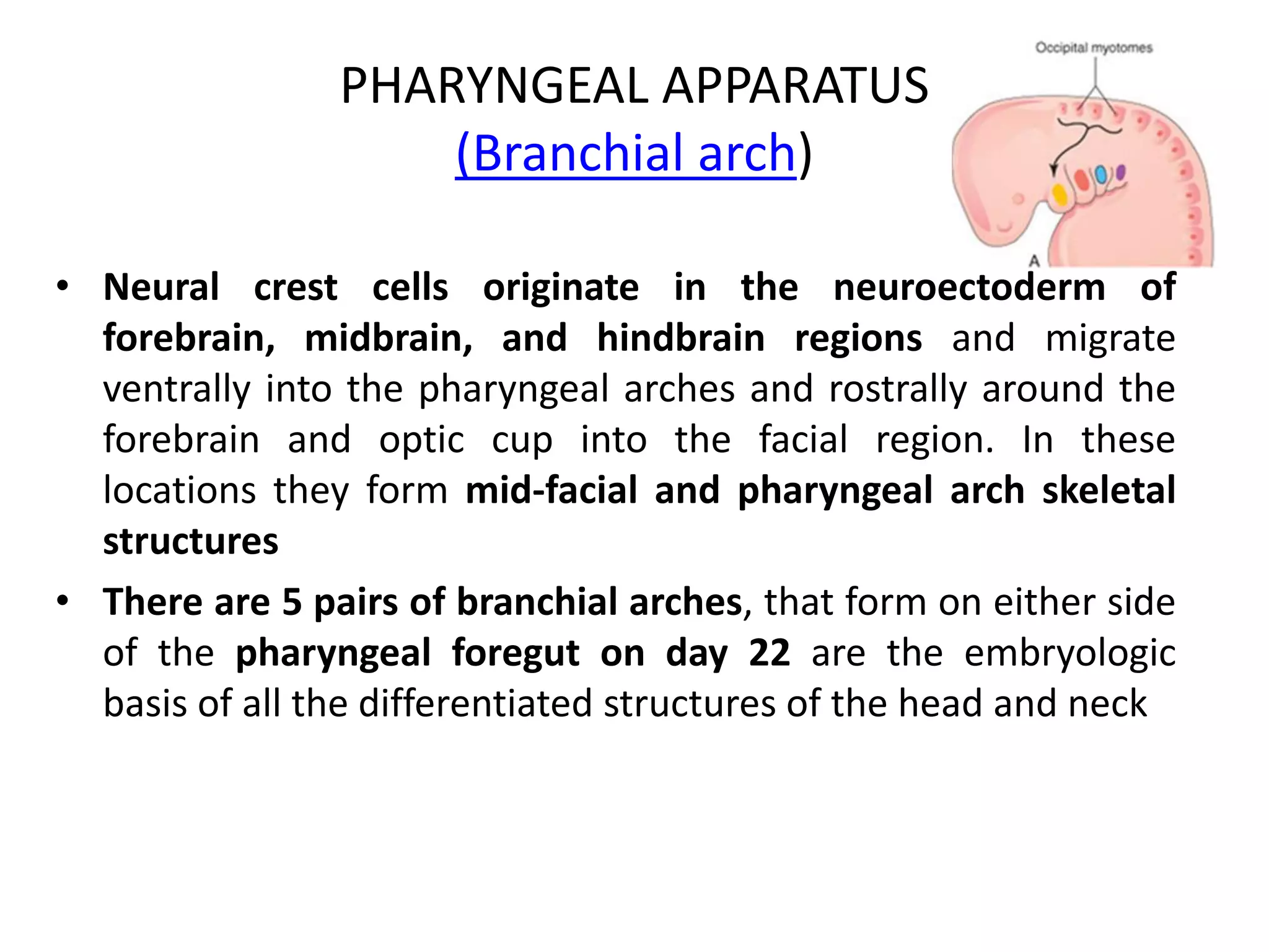 Embryology of head and neck | PPTX