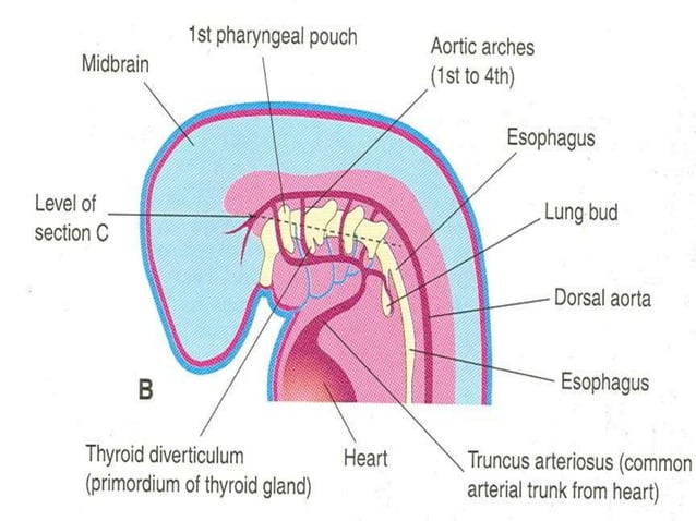 Embryology of head and neck | PPTX | Ear, Nose and Throat Conditions ...