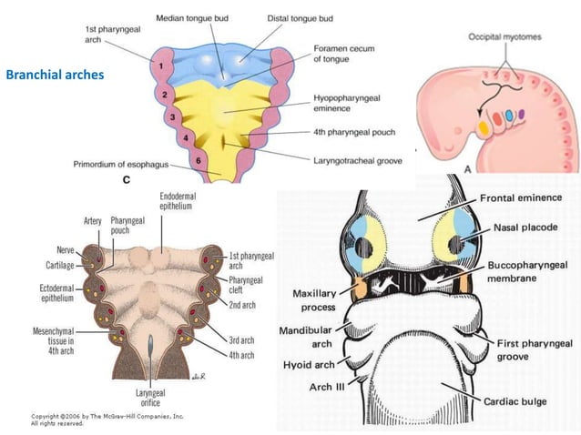 Embryology of head and neck | PPTX | Ear, Nose and Throat Conditions ...
