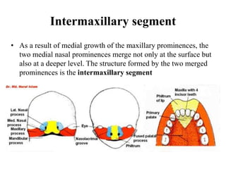 Embryology of head and neck | PPT