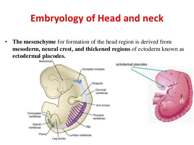 Embryology of head and neck